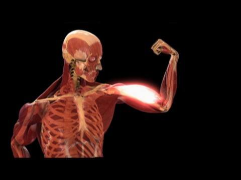 Best Buy: The Human Body Collection [DVD]