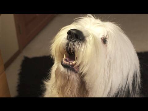 Best Buy: Abner, the Invisible Dog [Blu-ray] [2013]