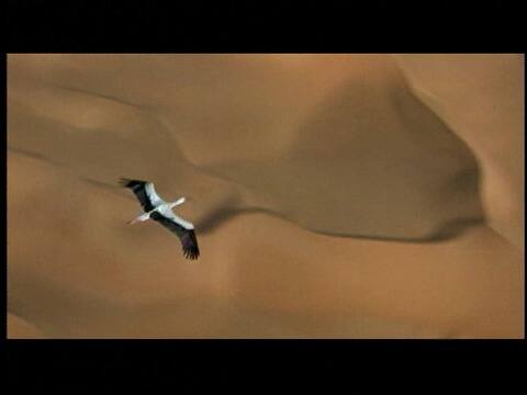 Winged Migration [DVD] [2001] - Best Buy