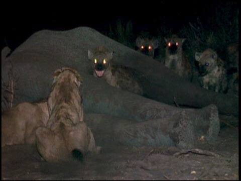 Best Buy: National Geographic: Eternal Enemies Lions and Hyenas [DVD ...