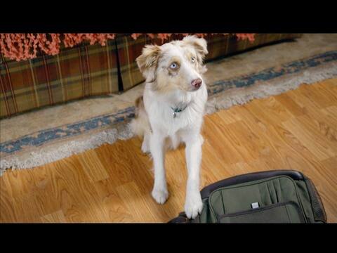 Best Buy: The Bandit Hound [DVD] [2016]