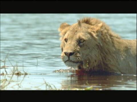 Best Buy: Relentless Enemies [DVD] [2006]