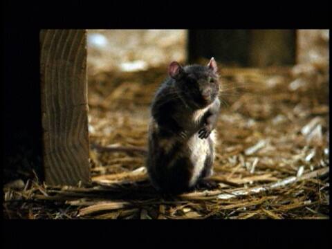 Charlotte's Web 3 Movie Collection [DVD] - Best Buy