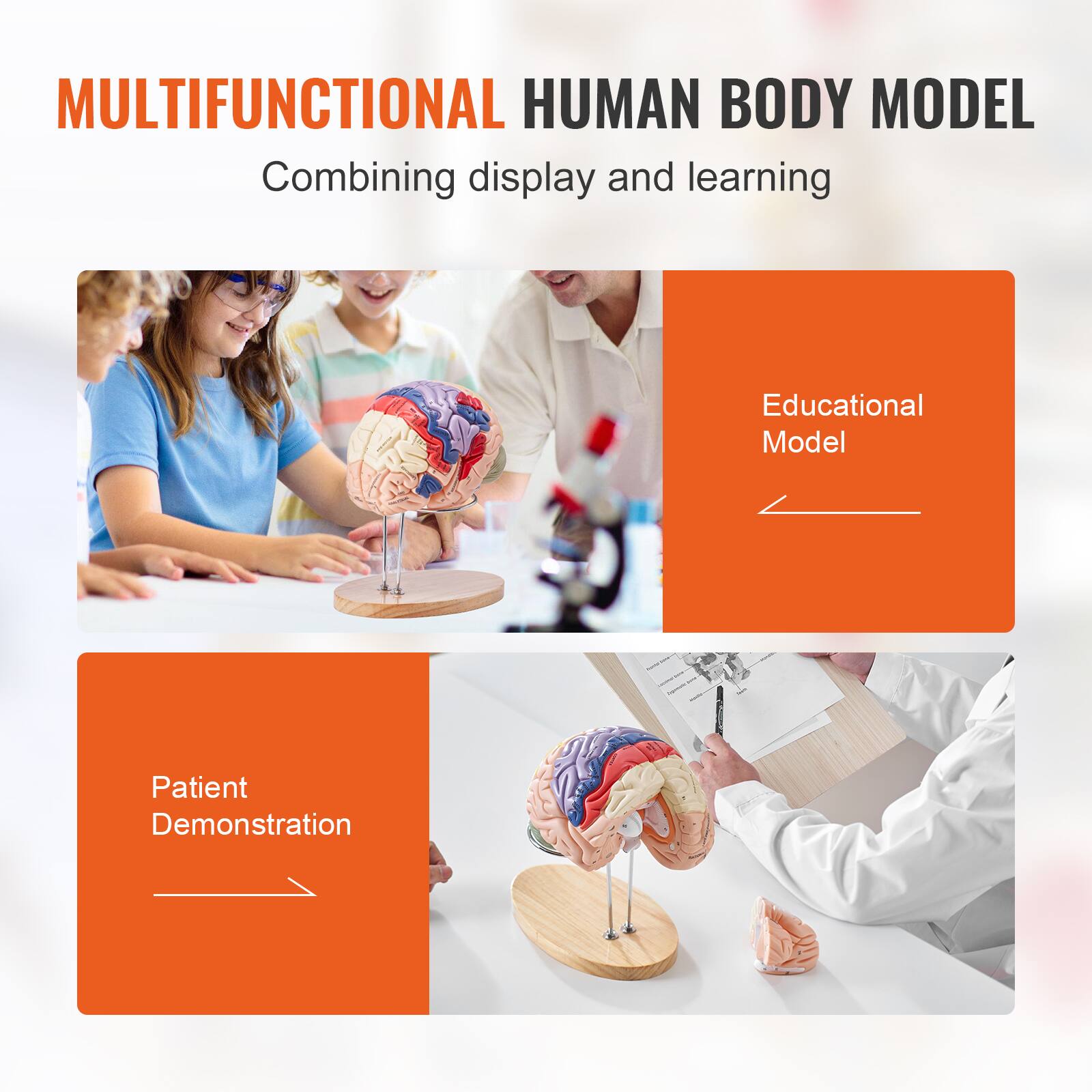 VEVOR Human Brain Model Anatomy, 2X Life Size 4 Part Human Brain ...