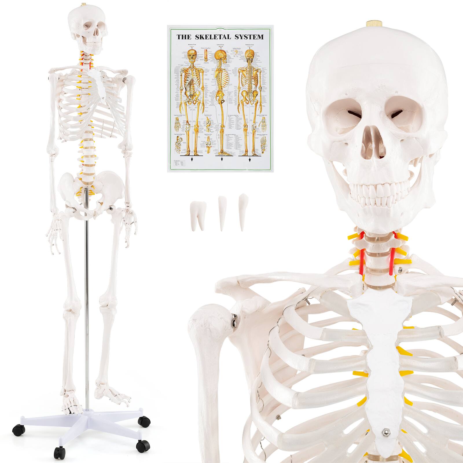 Gymax 70.8'' Life Size Human Skeleton Model Anatomical Skeleton w ...