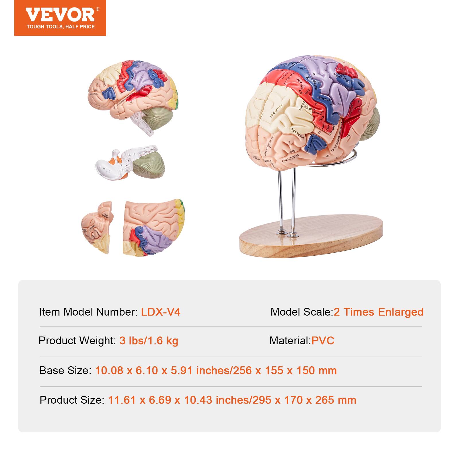 VEVOR Human Brain Model Anatomy, 2X Life Size 4 Part Human Brain ...