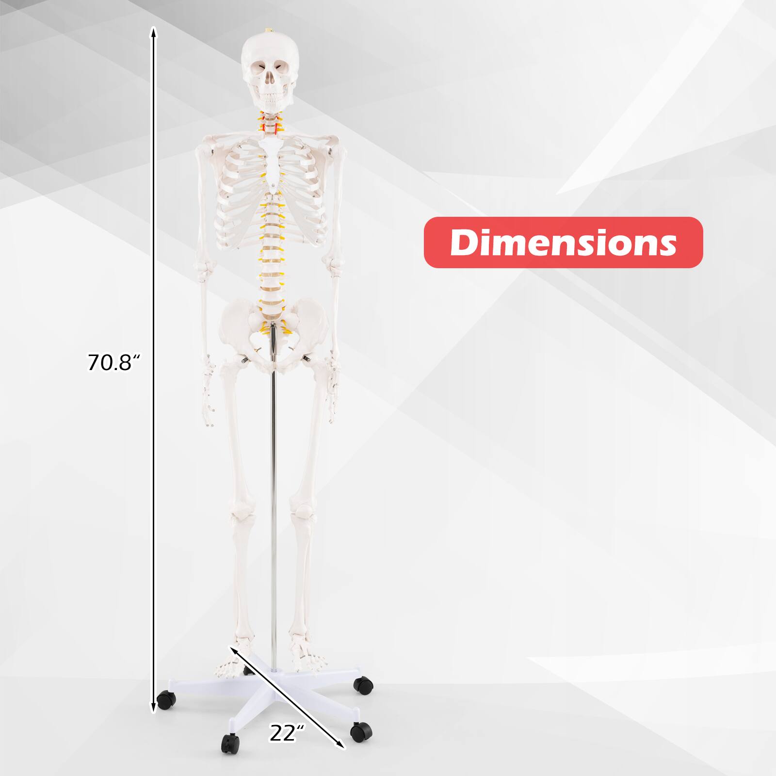 Gymax 70.8'' Life Size Human Skeleton Model Anatomical Skeleton w ...