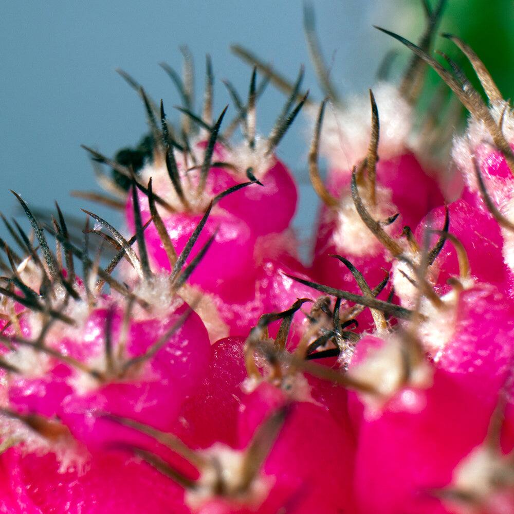 Fotodiox Macro Bellows Compatible with Sony E Mount Cameras for Extreme ...