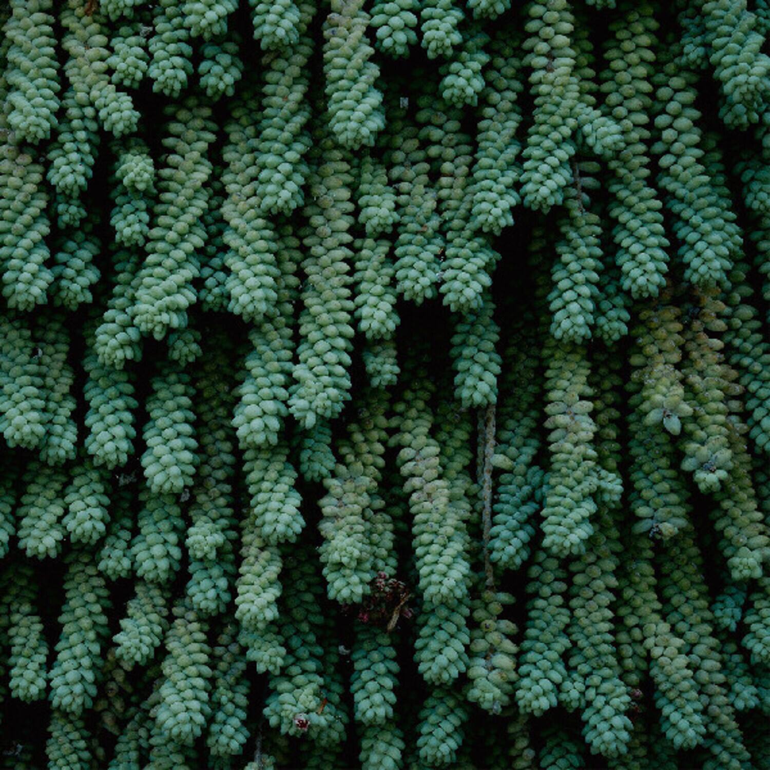 Hank May Tails COMPACT DISCS [CD] - Best Buy