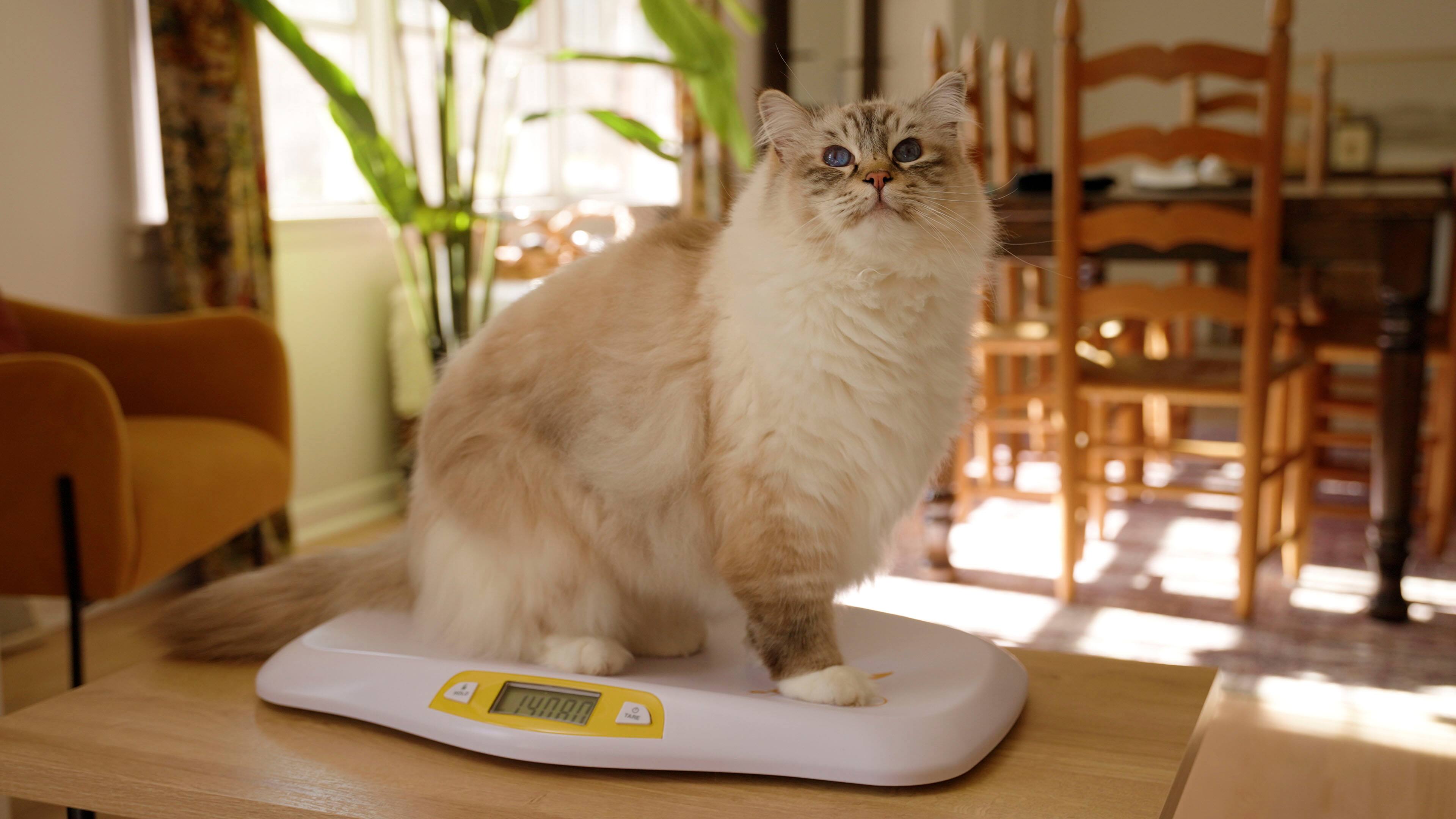 Beurer BY80 Baby Scale White/Yellow BY80 - Best Buy