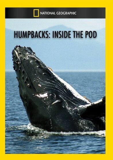 Humpbacks: Inside the Pod DVD - Best Buy