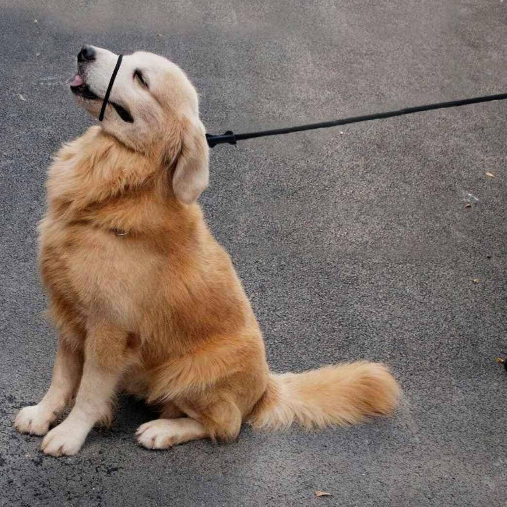 Paradigms Interiors Multifunctional Figure 8 Padded Head Halter Walking ...