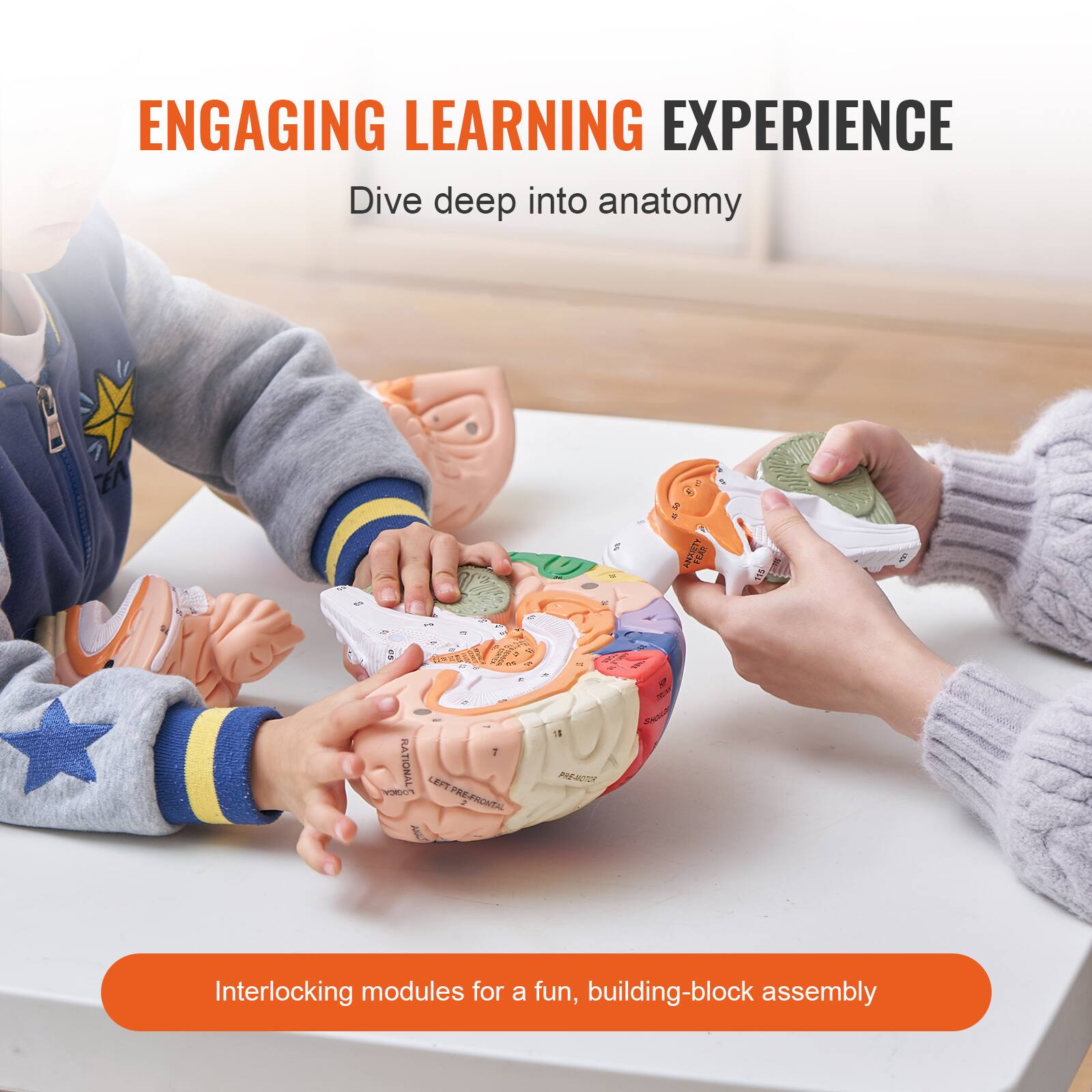 VEVOR Human Brain Model Anatomy, 2X Life Size 4 Part Human Brain ...