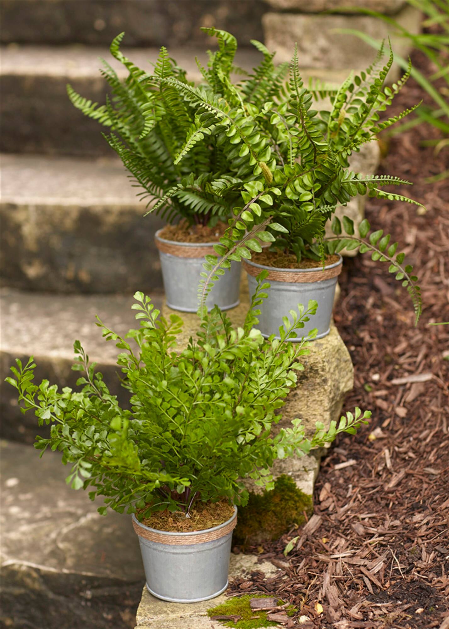 BreeBe Assorted Fern Plant in Tin Pot with Jute Accent (Set of 3) Green ...