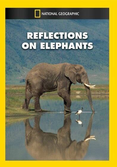 Reflections on Elephants DVD - Best Buy