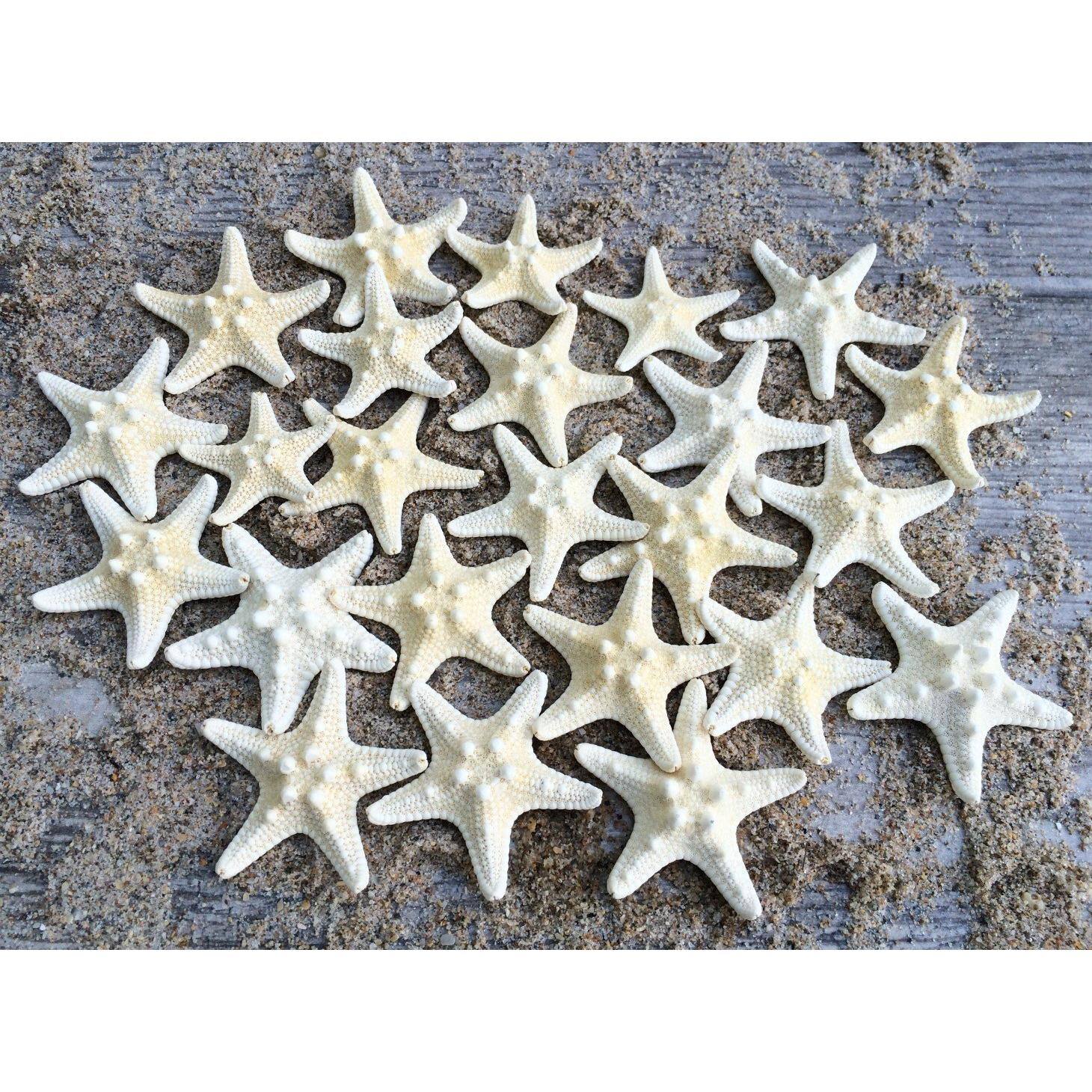 Fabibe White Knobby Starfish (1 1/4" To 2 1/4") Sea Life For Crafts Diy Wall & Shell Decor Small ...