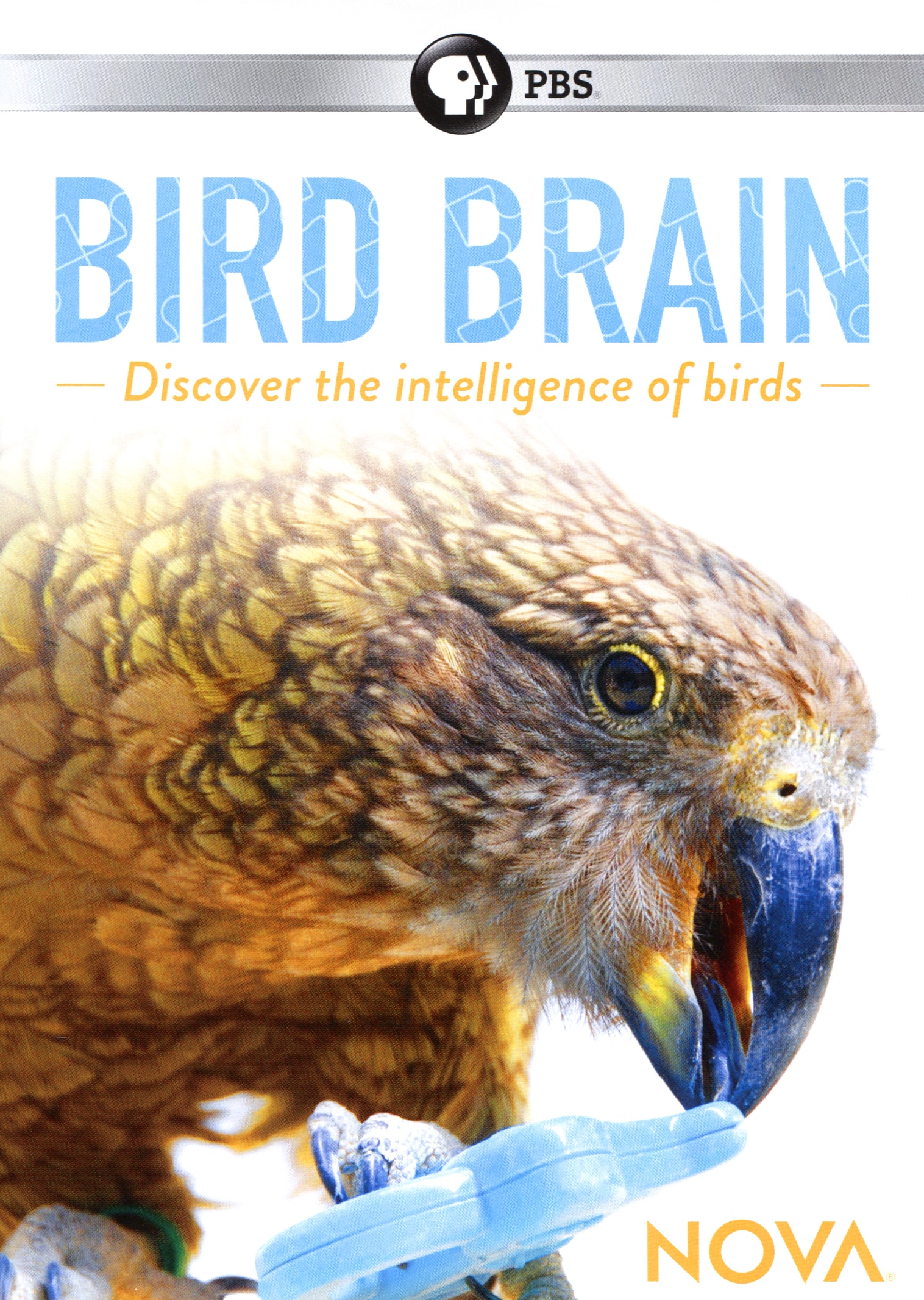Best Buy: NOVA: Bird Brain