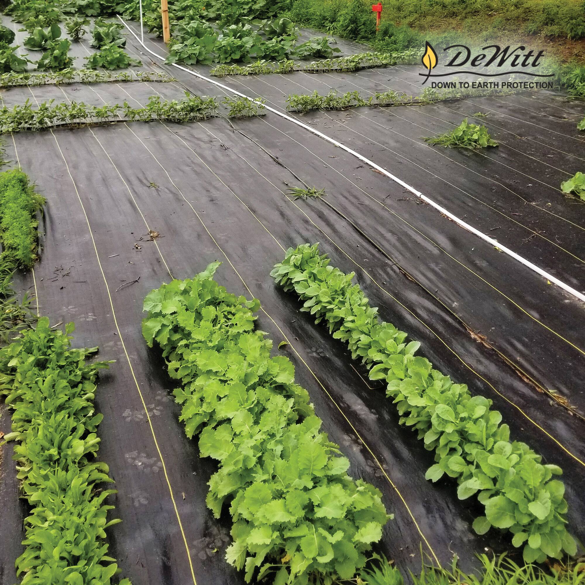 DeWitt Sunbelt 6' x 300' Woven Weed Barrier Landscape Fabric Ground ...