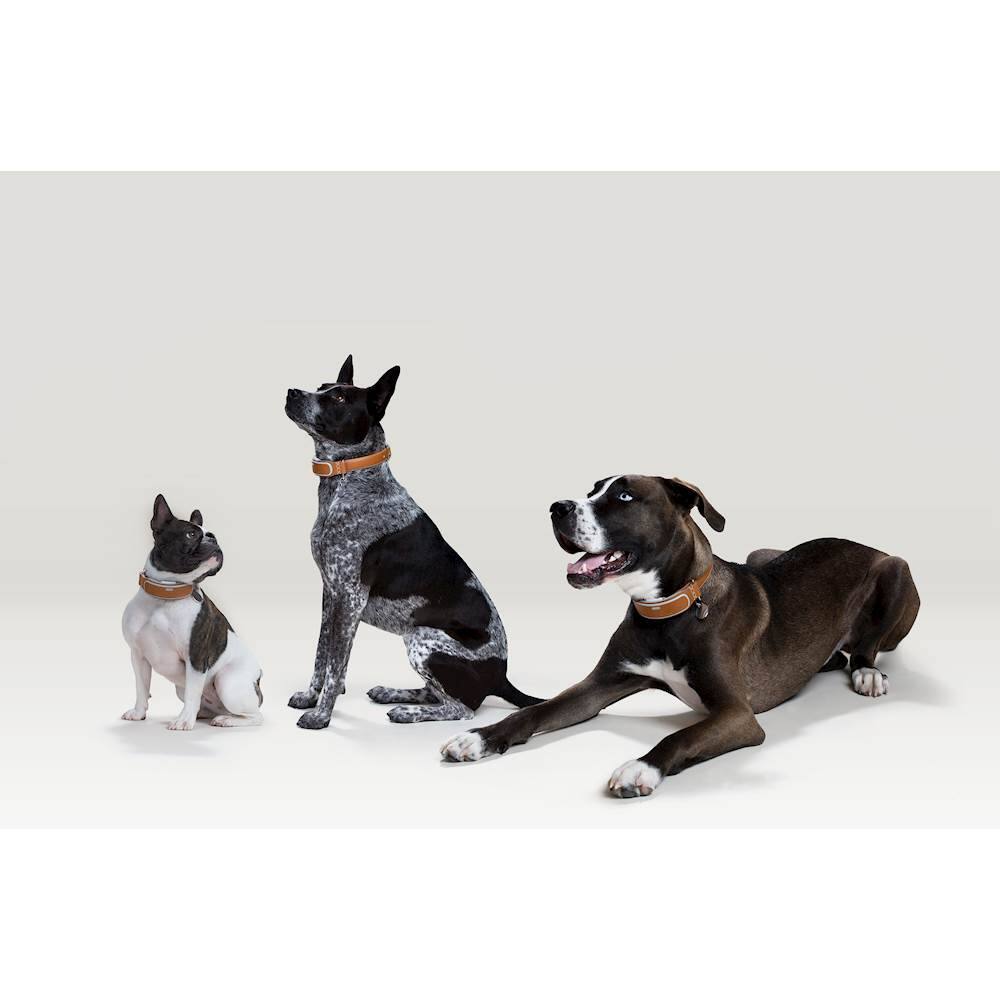 Best Buy: Link AKC Smart Dog Classic Leather Collar (Large) KITTN03