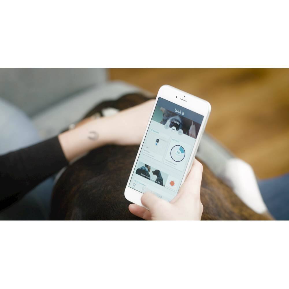 Best Buy: Link AKC Smart Dog Classic Leather Collar (Large) KITTN03