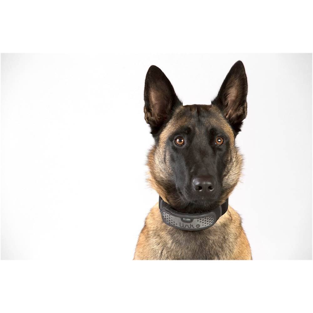 Best Buy: LINK AKC Smart Dog Sports Collar (Medium) Gray KITSV02