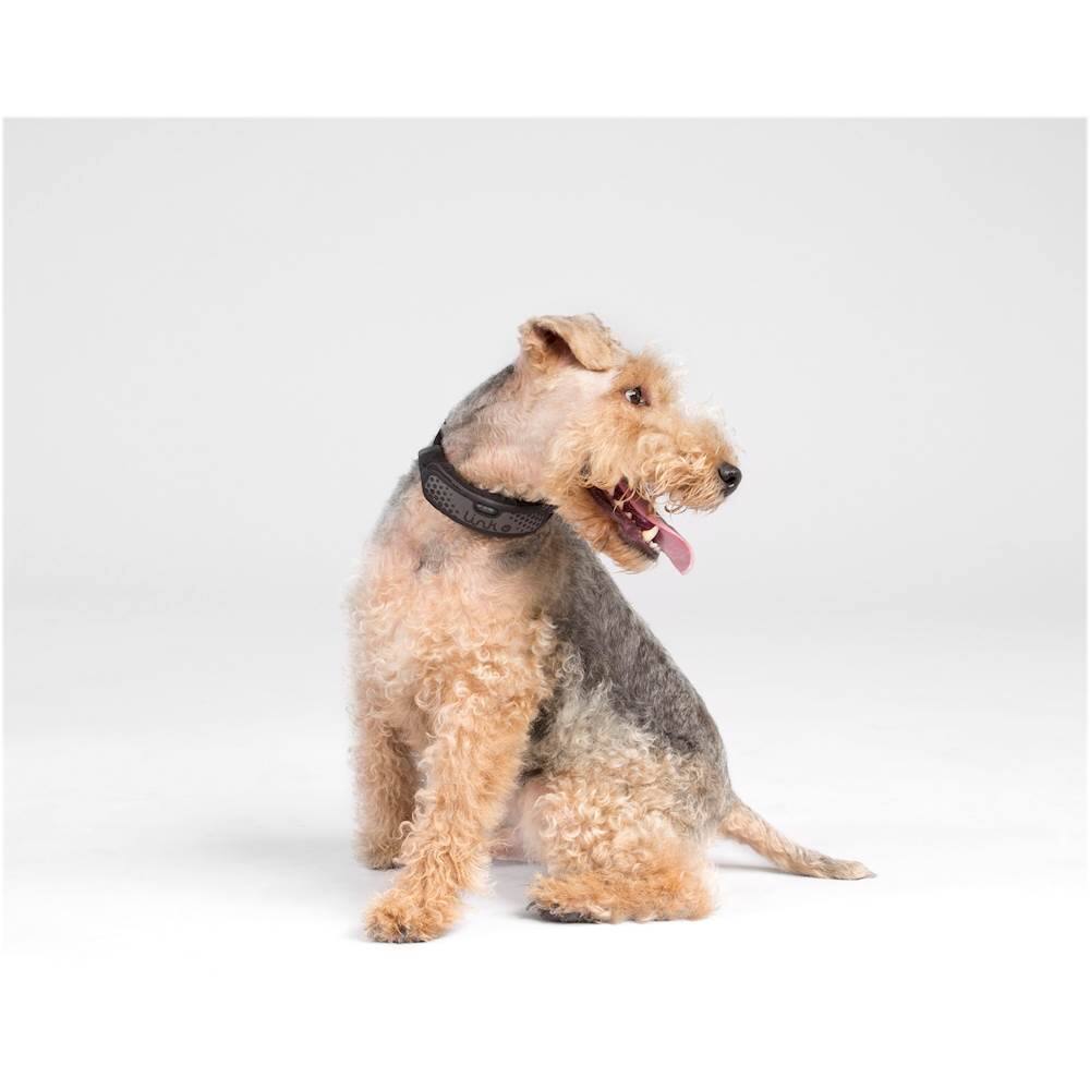 Best Buy: LINK AKC Smart Dog Sports Collar (Large / Extra Large) Gray ...