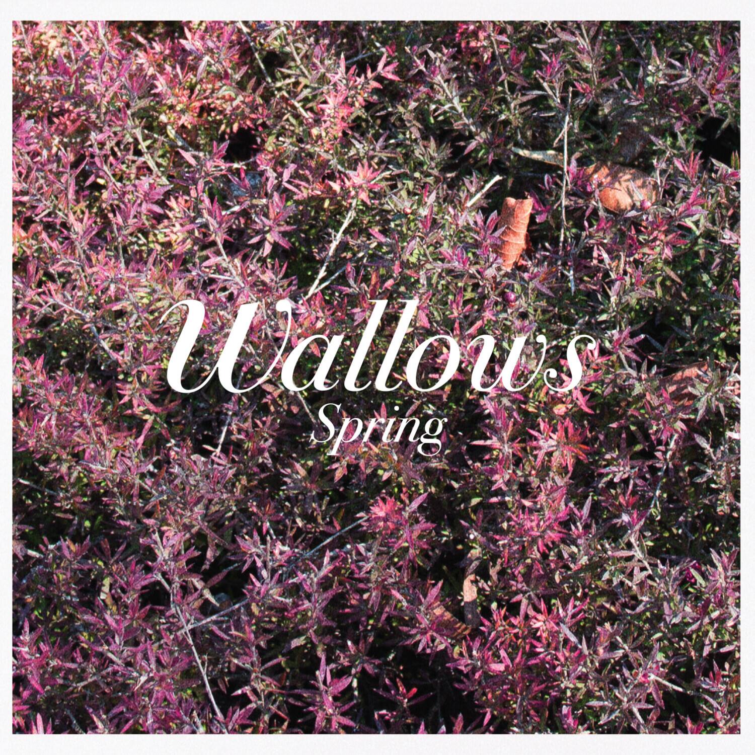 Wallows Spring COMPACT DISCS [CD] - Best Buy