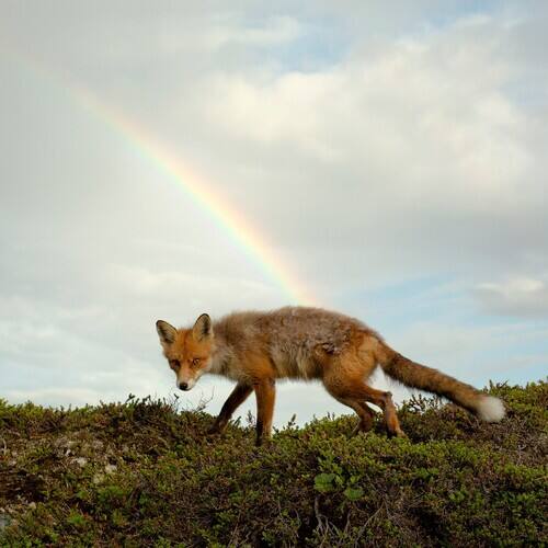 Buck Meek [Green Vinyl] [LP] - Best Buy