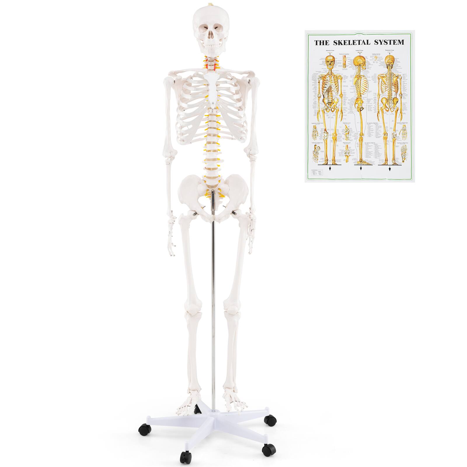 Gymax 70.8'' Life Size Human Skeleton Model Anatomical Skeleton w ...