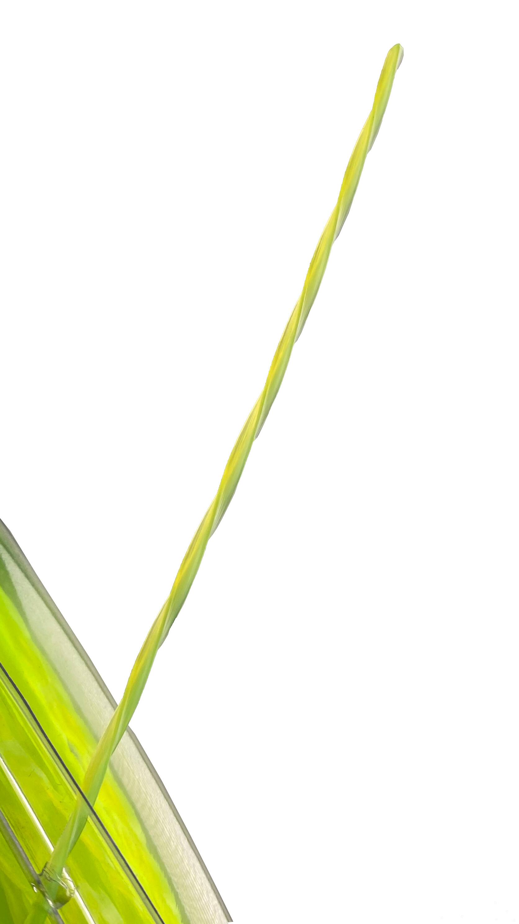 Best Buy: Greenworks 0.080" Ultra Twisted String Trimmer Replacement ...