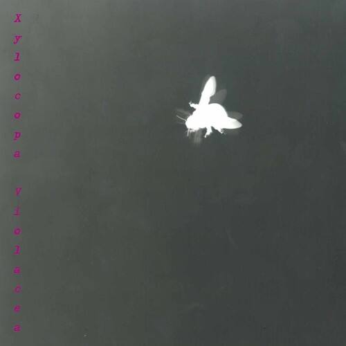 Barbara Maurer Xylocopa Violacea COMPACT DISCS [CD] - Best Buy