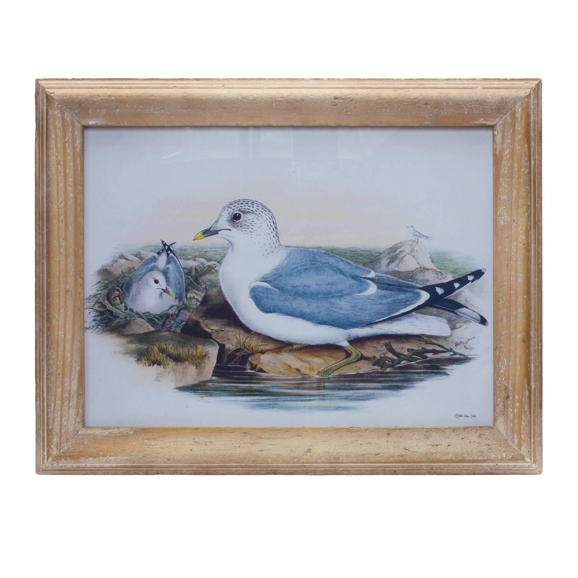 BreeBe Framed Sea Bird Print Under Glass 16.5"L Blue, White, Brown ...