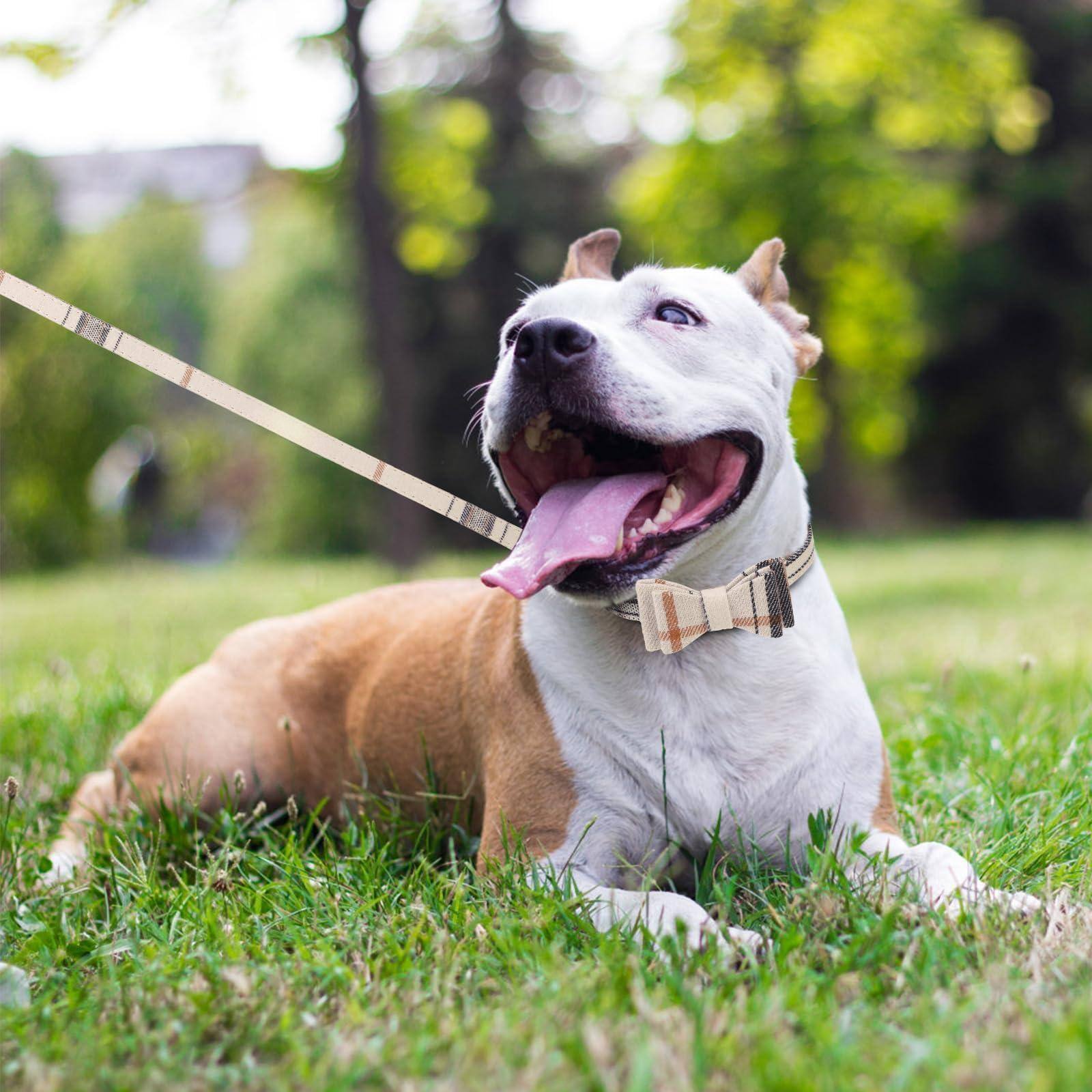 Paradigms Interiors Dog Collar And Leash Set With Bowtie Bells Puppy ...