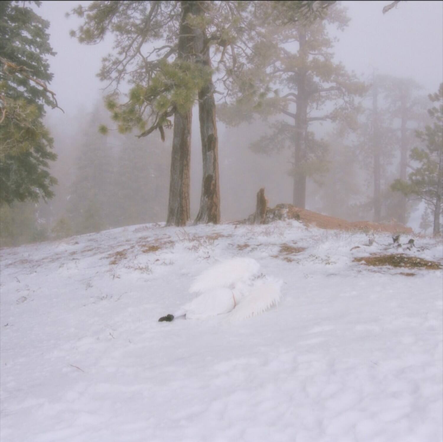 WISP Pandora COMPACT DISCS [CD] - Best Buy