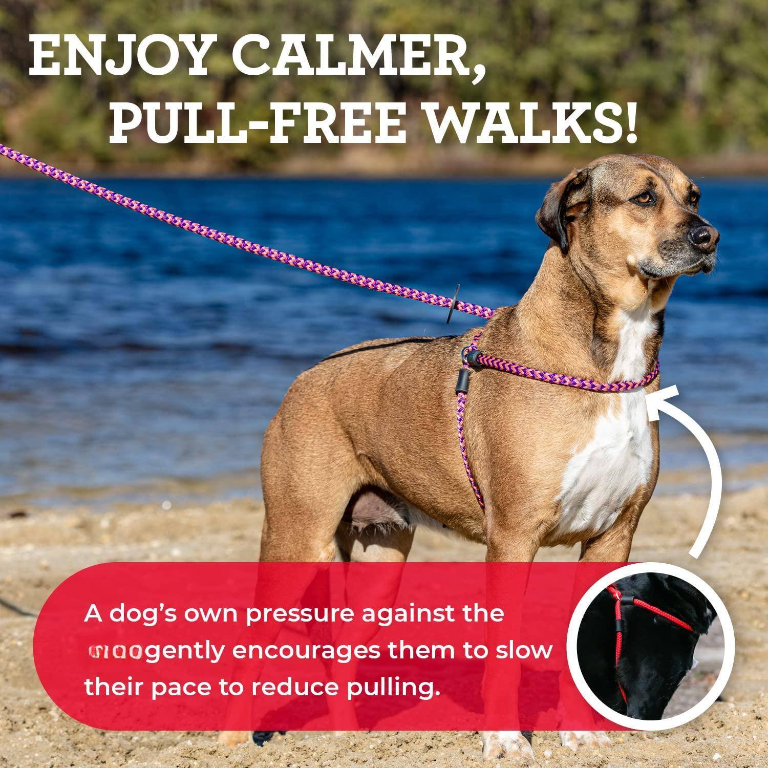 Paradigms Interiors No Pull Dog And Leash Set Anti One piece Cushioned ...