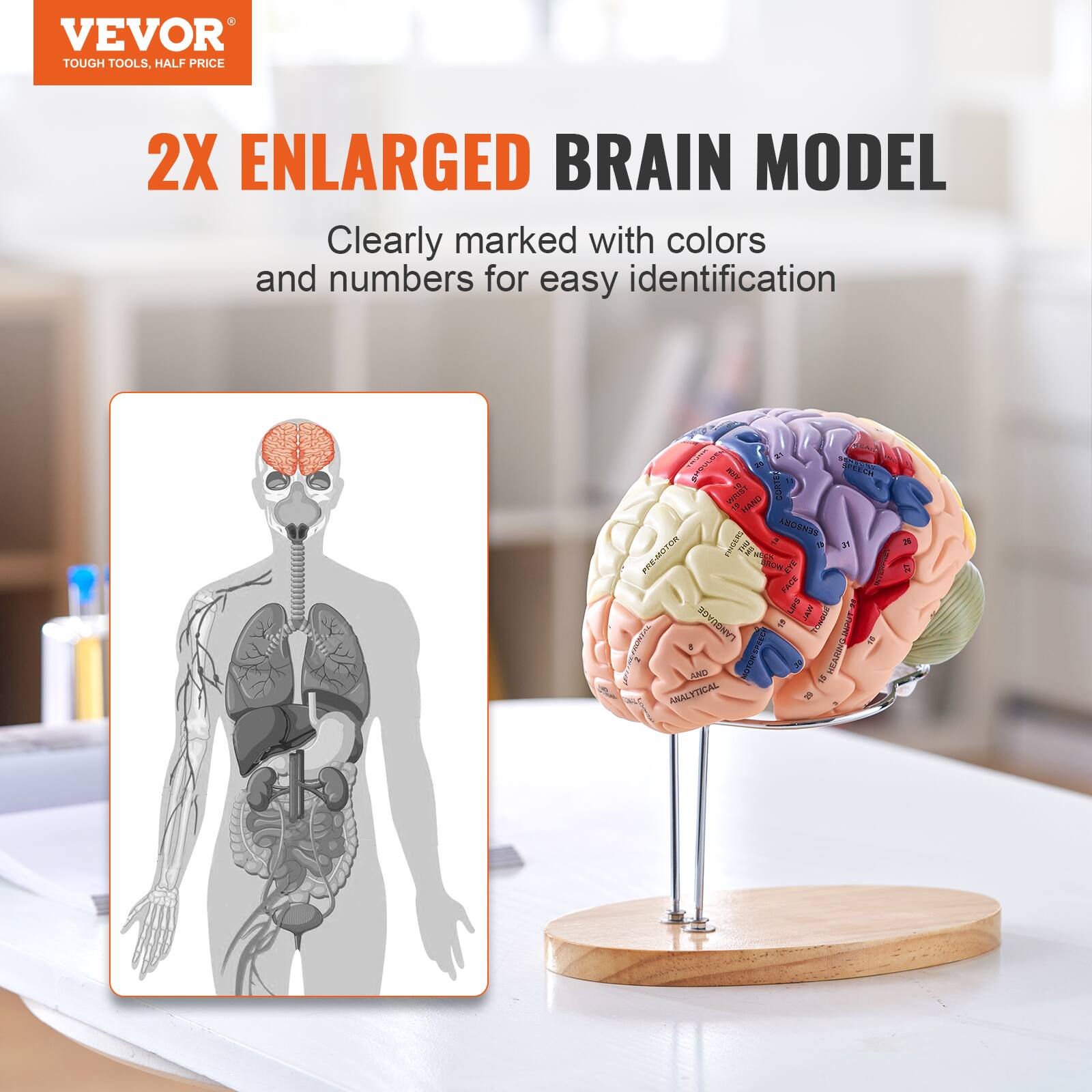 VEVOR Human Brain Model Anatomy, 2X Life Size 4 Part Human Brain ...