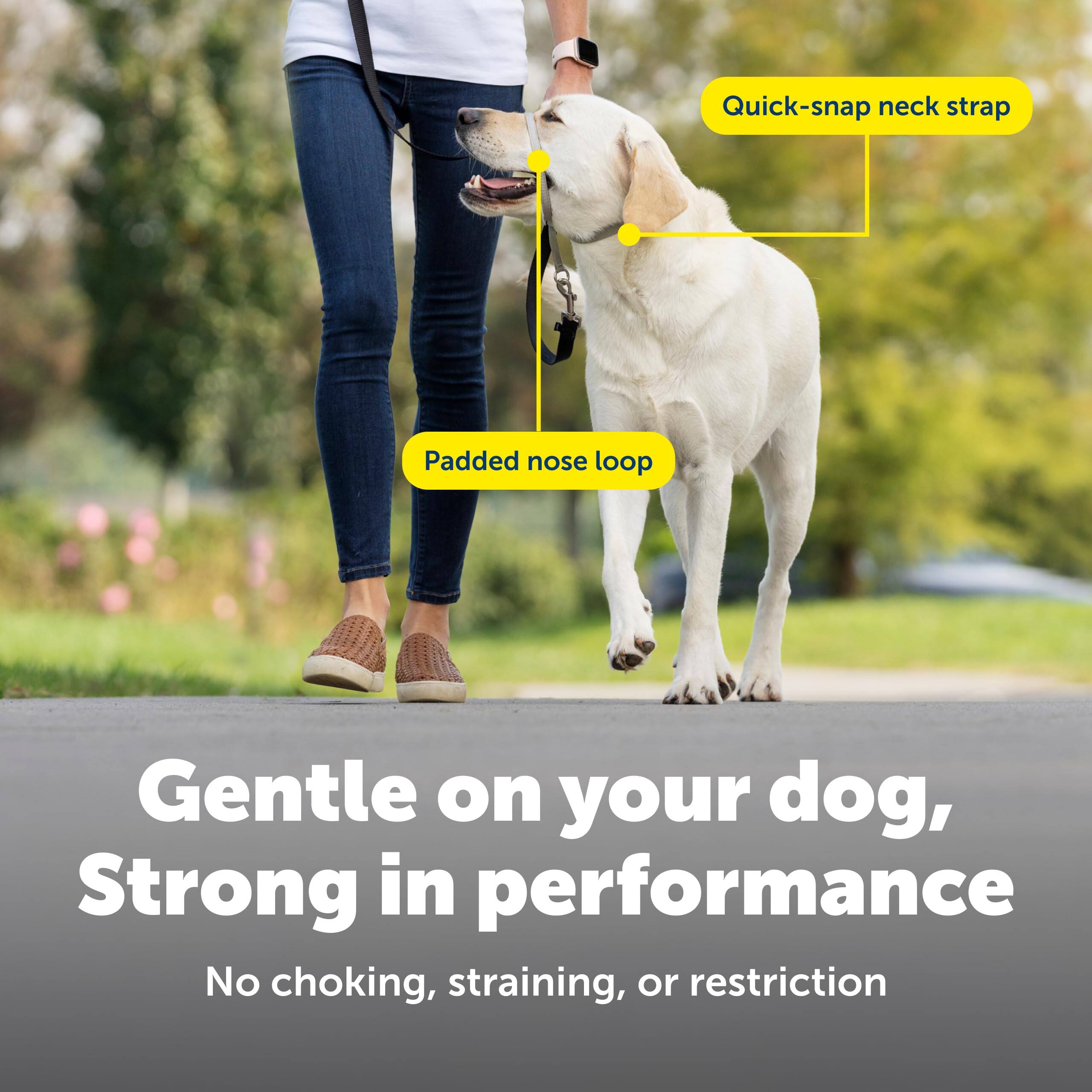 Paradigms Interiors Gentle Leader No pull Headcollar Breathable Walking ...