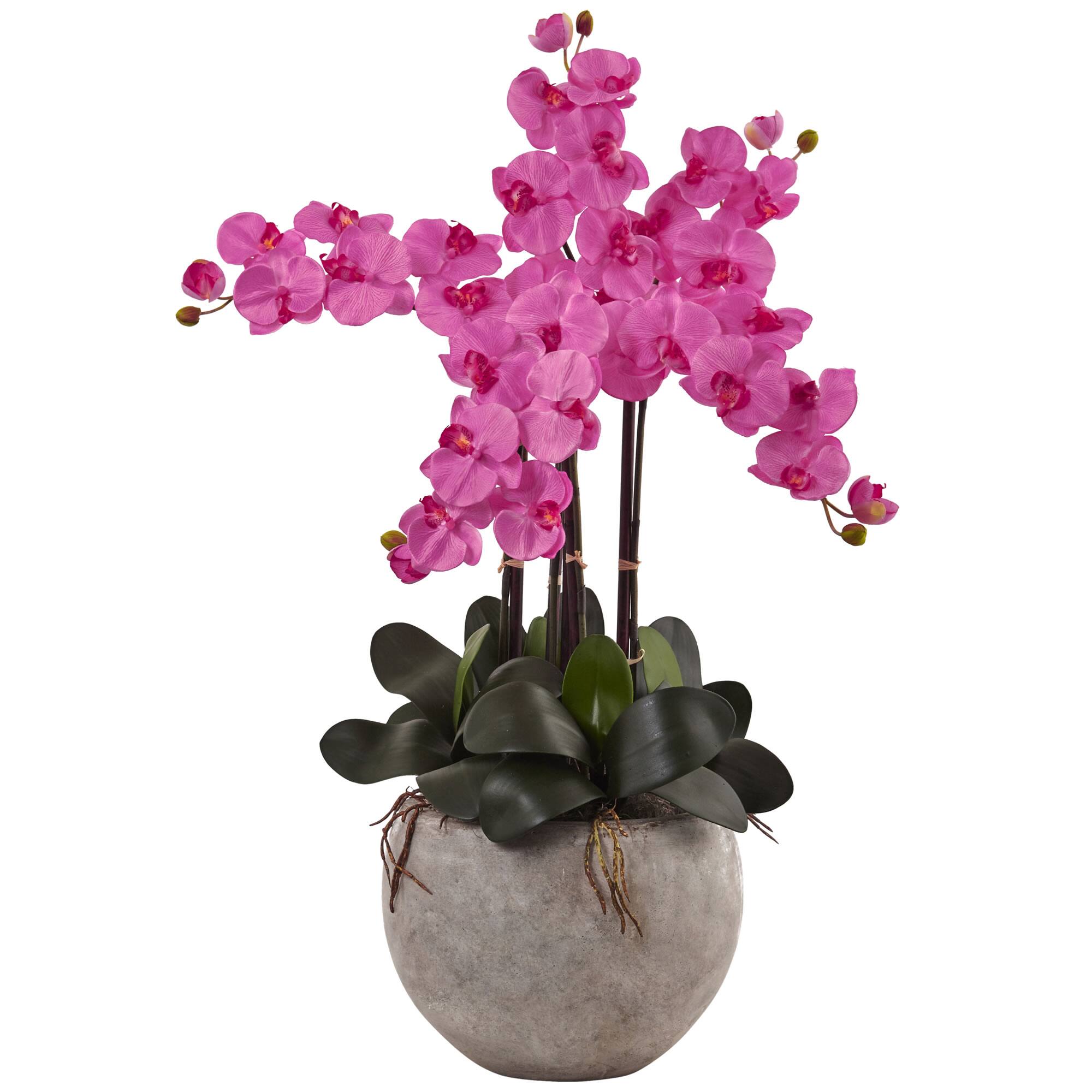 BreeBe 36" Phalaenopsis Orchid Arrangement with Sand Colr Dark Pink ...
