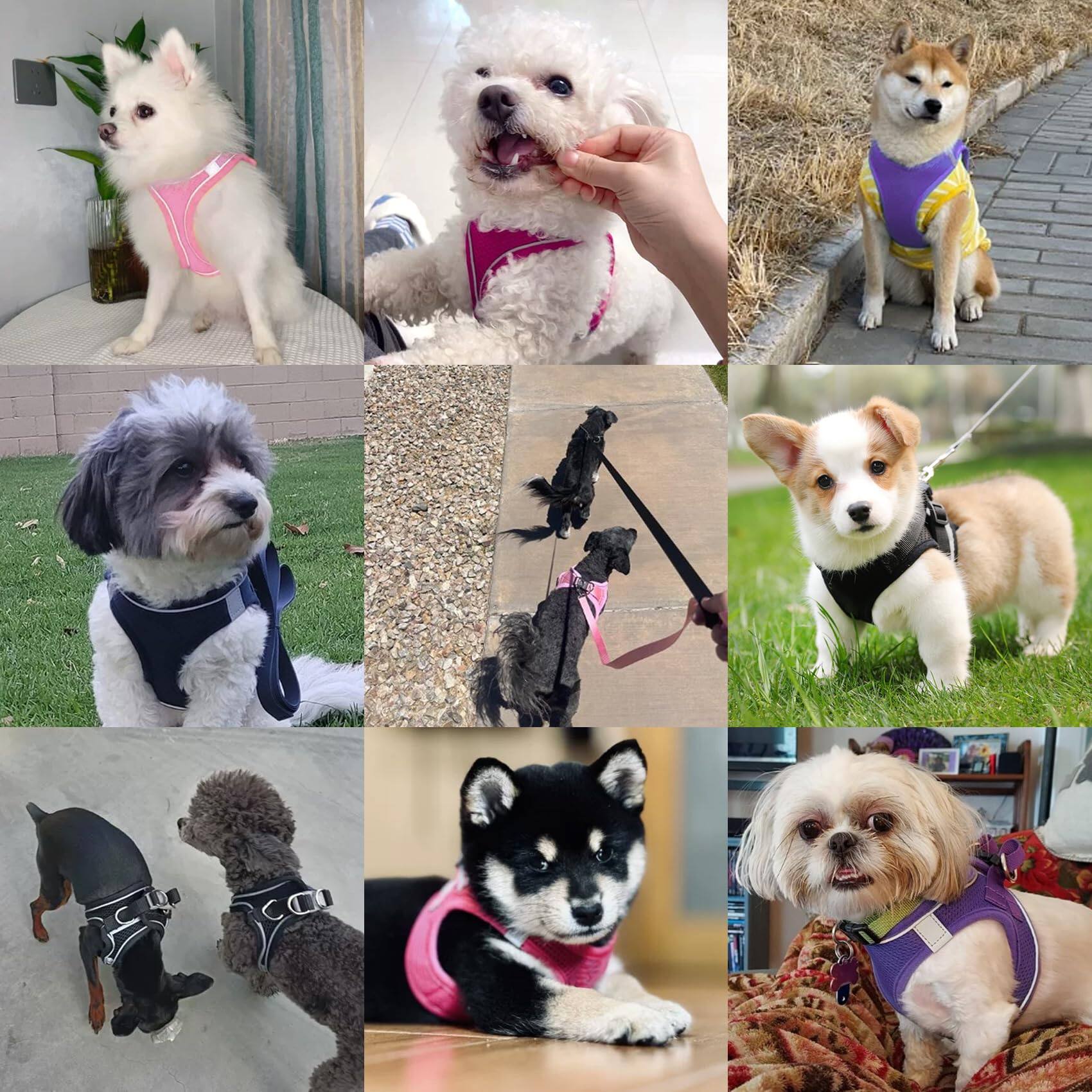 Paradigms Interiors Dog Harness With Leash Set No pull Step in ...