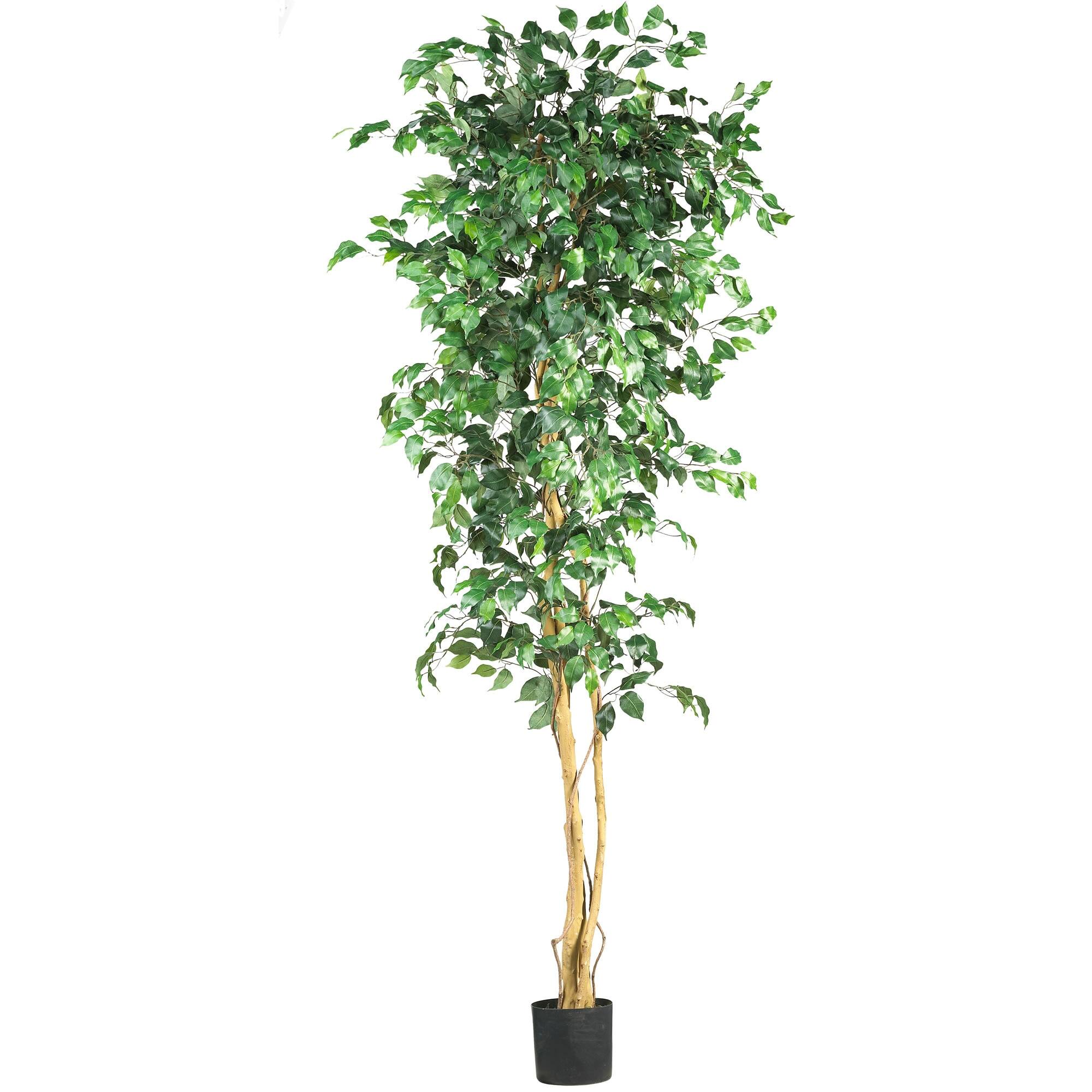 BreeBe 7' Ficus Tree x 3 w/1260 Lvs Green 5210 - Best Buy