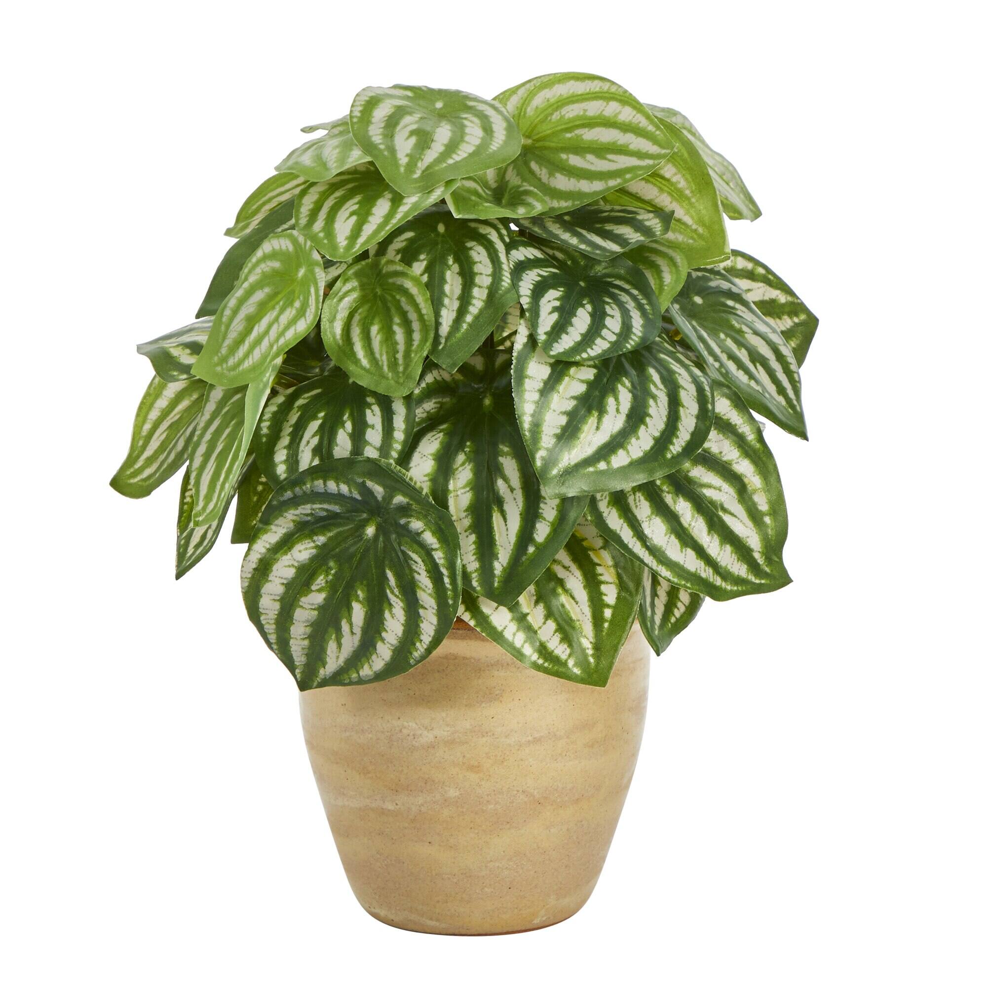 BreeBe 11" Watermelon Peperomia Plant in Planter (Real Touch) Green ...