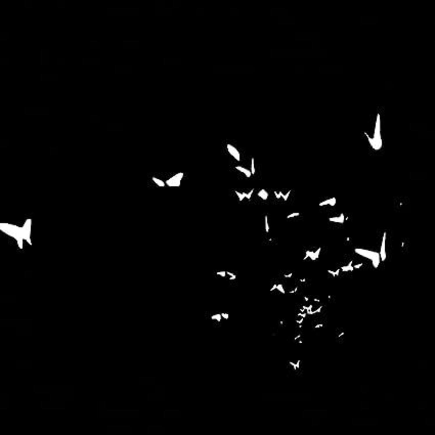 Wow Falene VINYL LP - Best Buy