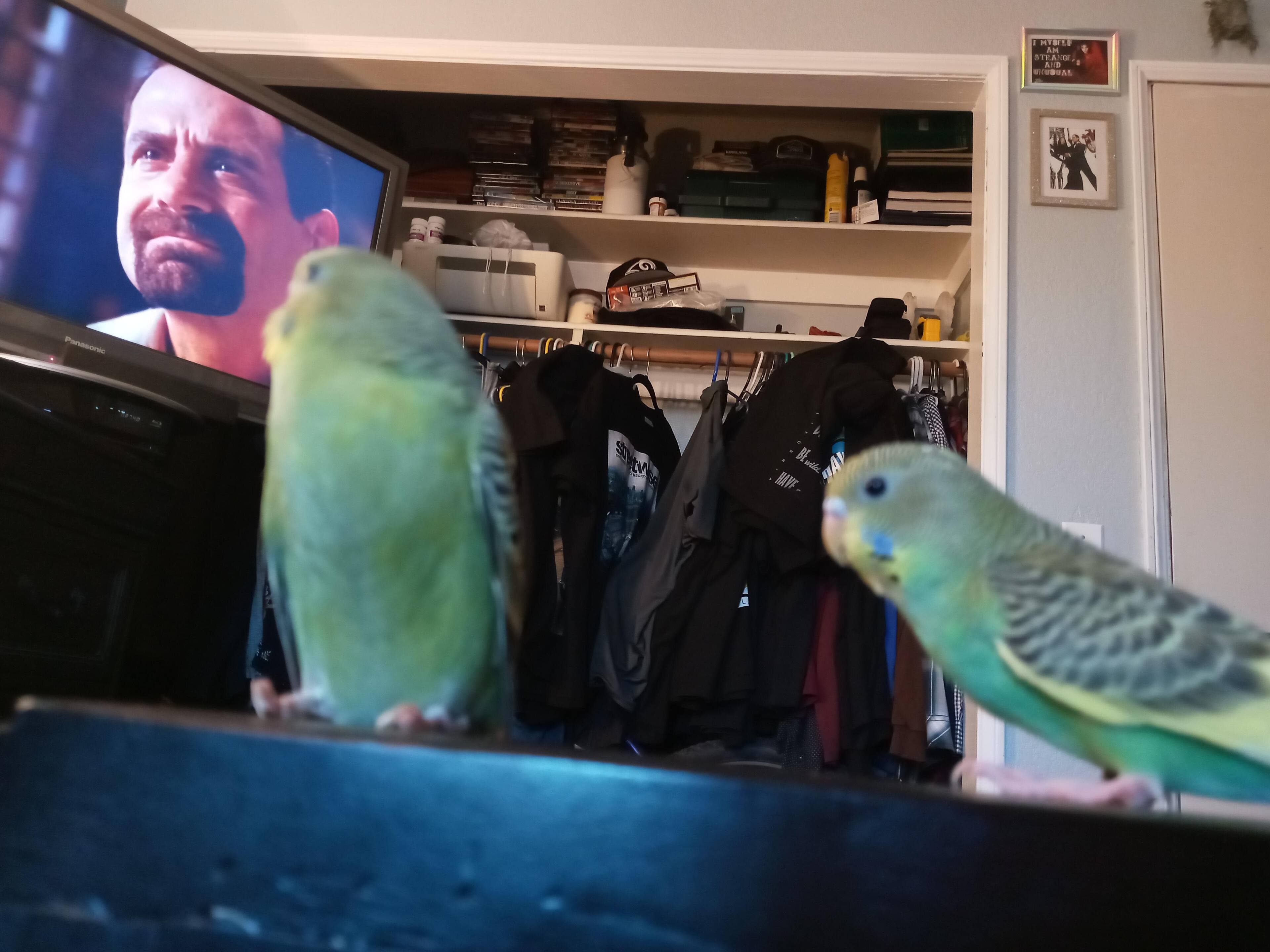 Paulie [DVD] [1998] - Best Buy